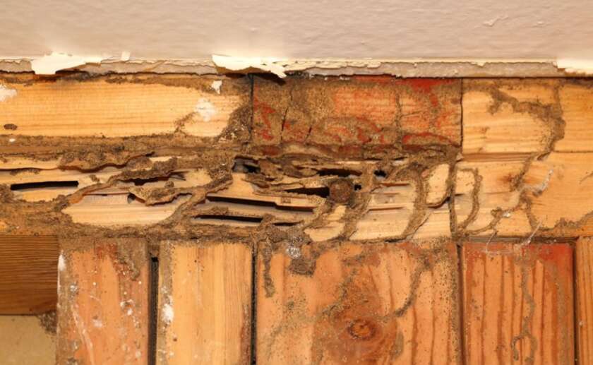 What Is A WDO Inspection and Why We Need It? - GreenWorks