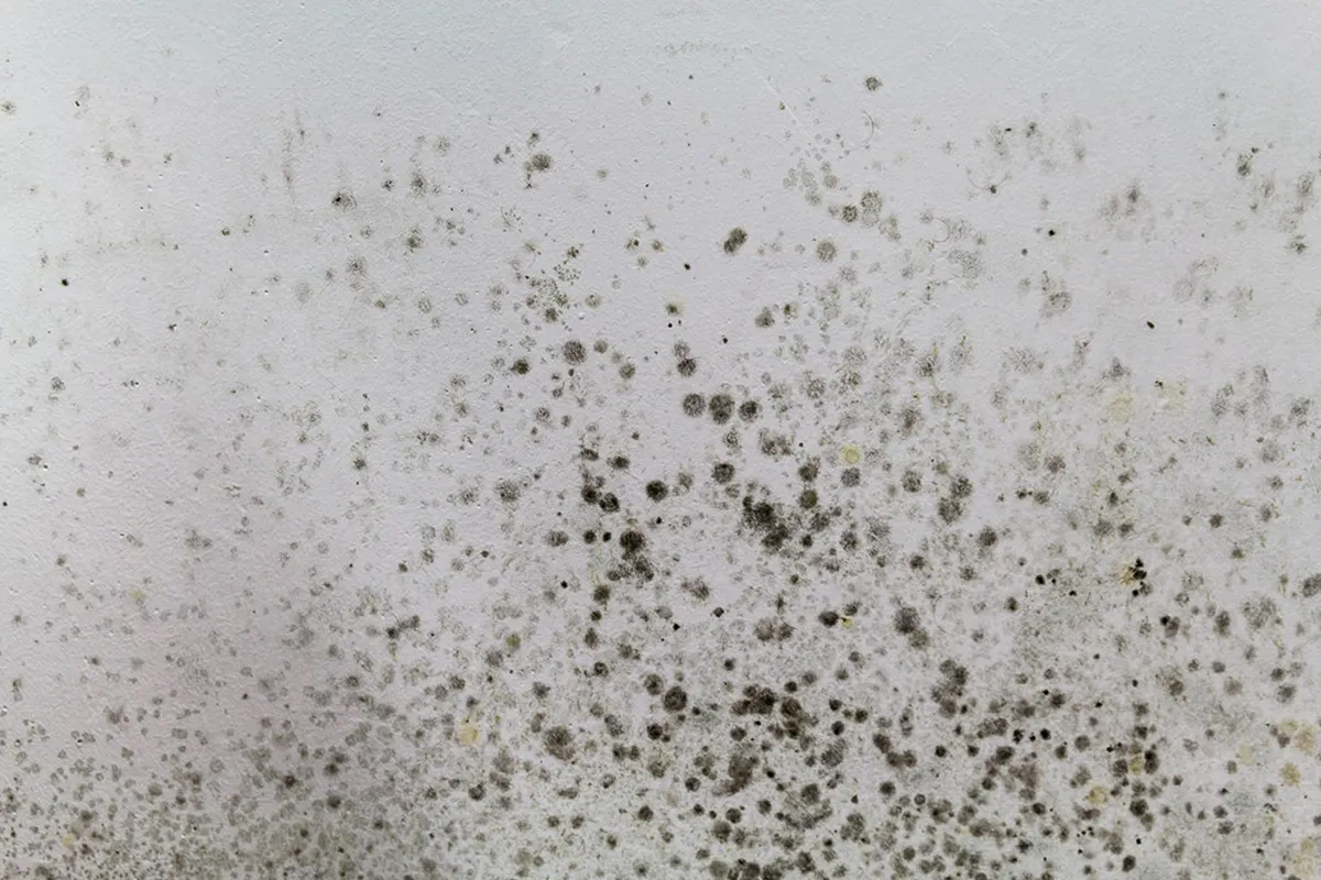 How to get rid of airborne mold spores in your house? | GreenWorks ...